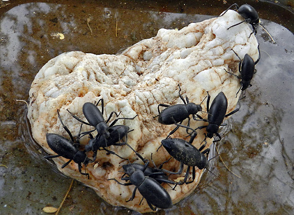 Pinacate Beetle | Project Noah