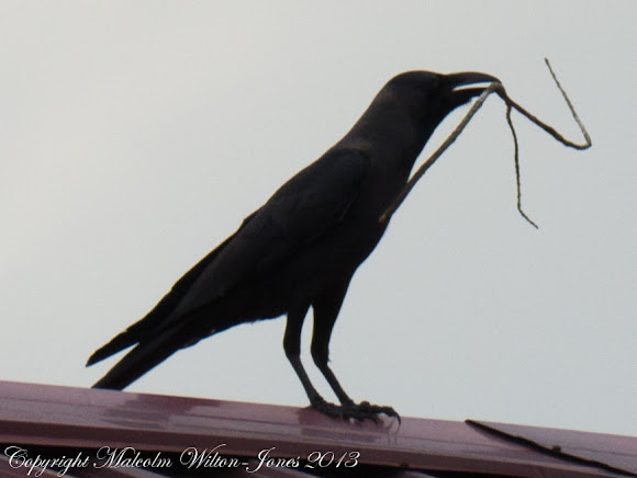 House Crow | Project Noah
