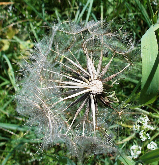 Yellow Goat's Beard (wildflower) | Project Noah