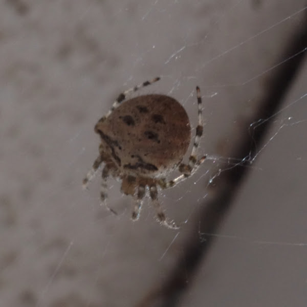 Jewel spider | Project Noah