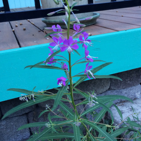 Fireweed | Project Noah
