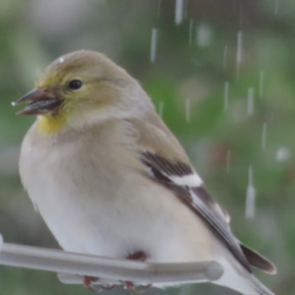 American Goldfinch | Project Noah