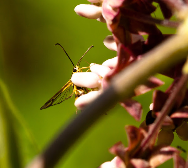 Apple bark borer moth | Project Noah