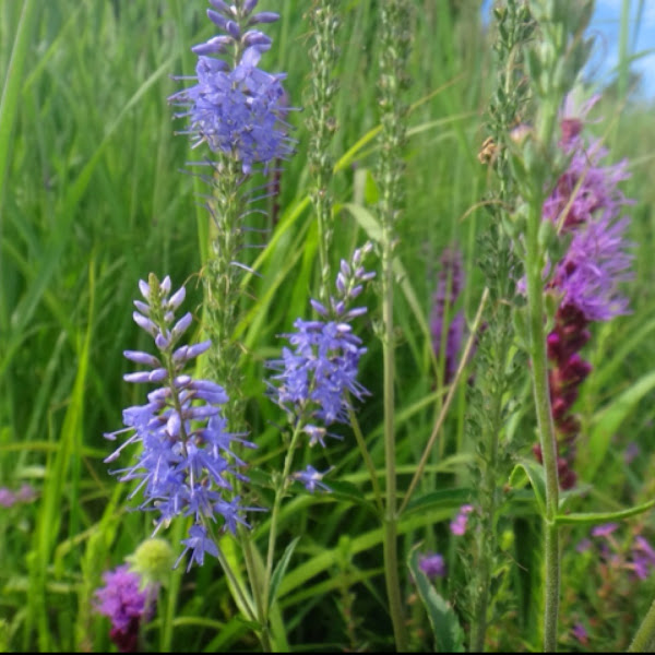 Spike Speedwell | Project Noah