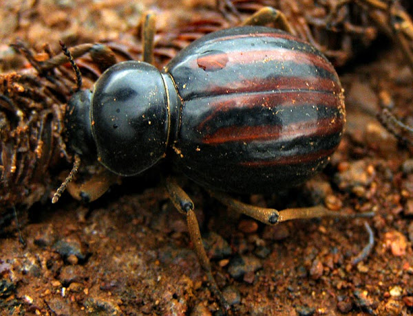 Striped Toktokkie | Project Noah