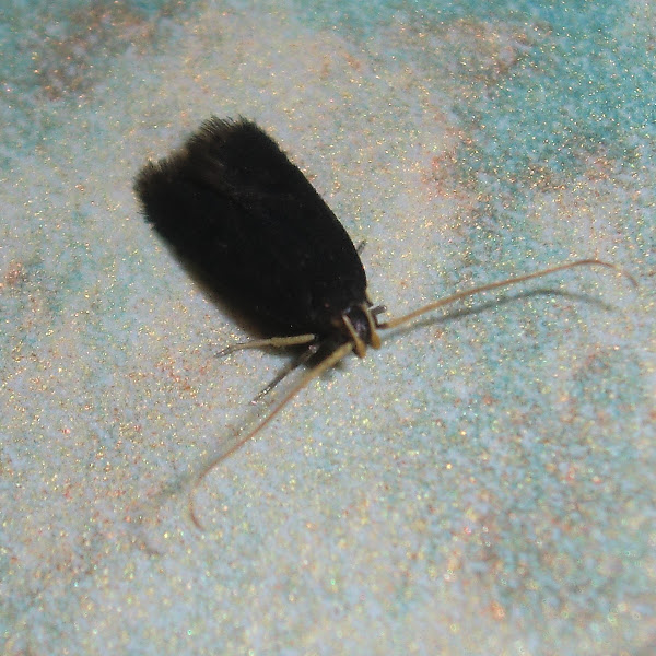 Tiniest black moth | Project Noah