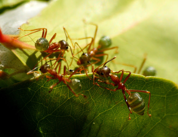 Green Tree Ant | Project Noah