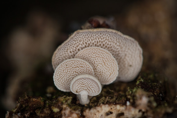 Panellus pusillus | Project Noah