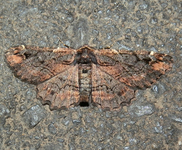 Sinister Moth - ♂ | Project Noah