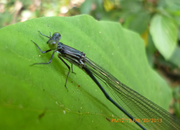 Helicopter Damselfly - Libélula Helicóptero | Project Noah