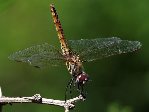 Red Groundling female | Project Noah