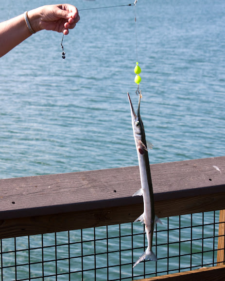 Needlefish | Project Noah