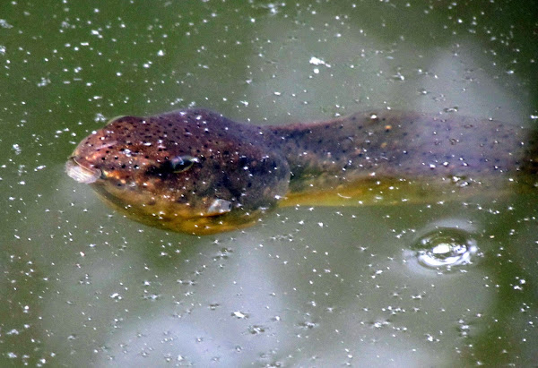 American Bullfrog (tadpole) | Project Noah