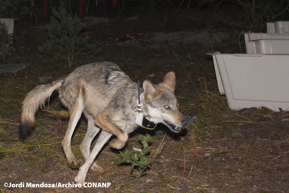 Mexican wolf | Project Noah