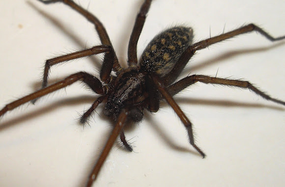 Barn Funnel Weaver | Project Noah