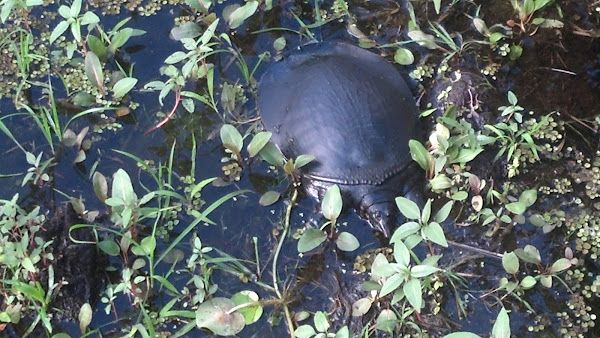 Softshell turtle | Project Noah