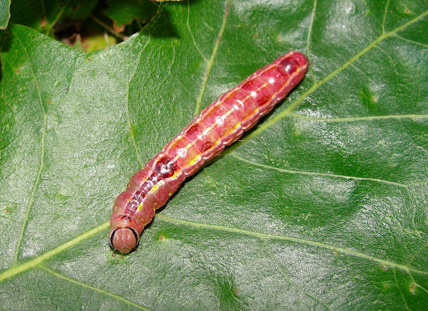 Prominent Moth caterpillar | Project Noah