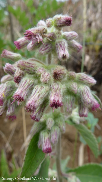 Blumea | Project Noah