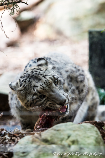 Snow leopard | Project Noah