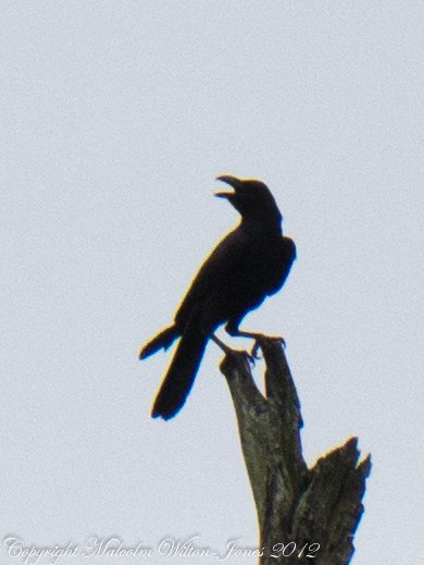 Slender-billed Crow | Project Noah