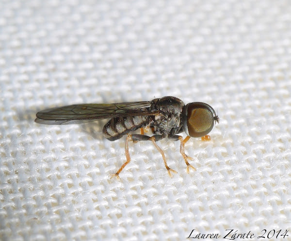 Big-Headed Fly | Project Noah