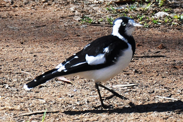 Magpie Lark (Female) | Project Noah