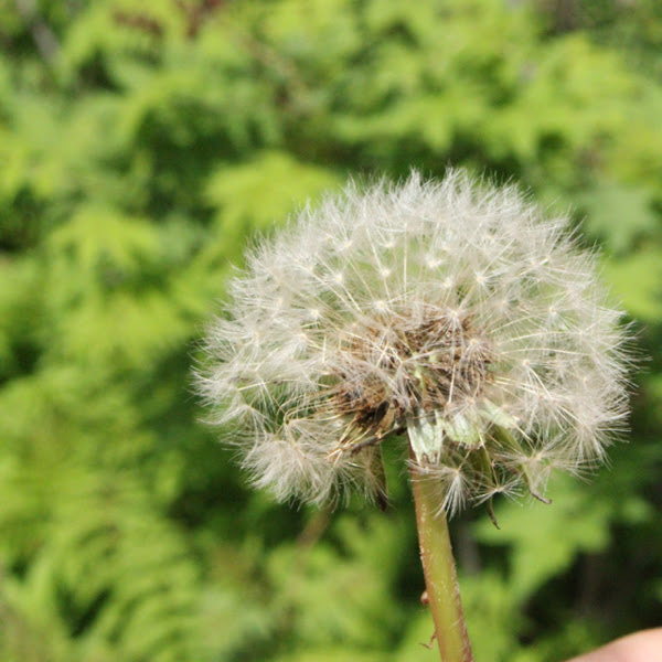 Dandelion | Project Noah