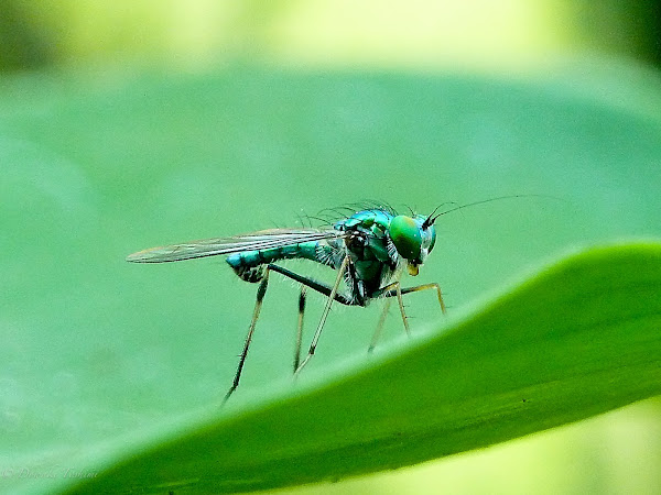 Long-legged Fly | Project Noah