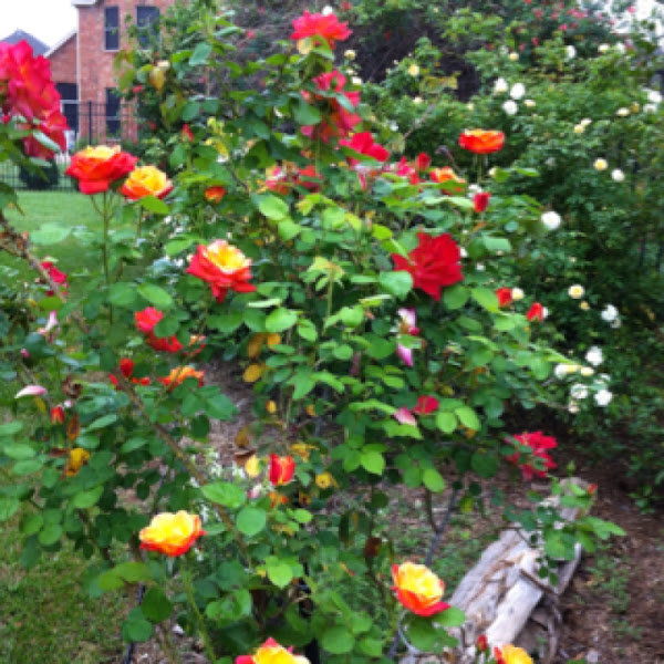 Joseph's Coat Rose | Project Noah