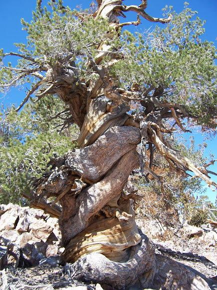 Limber Pine | Project Noah