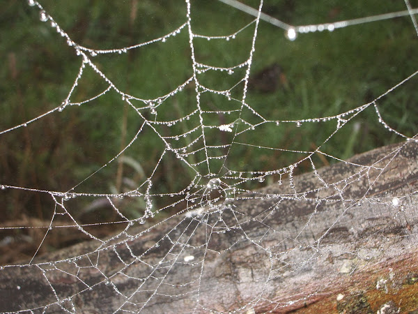 spider web | Project Noah