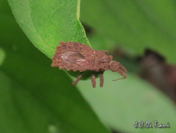 Bark bug | Project Noah