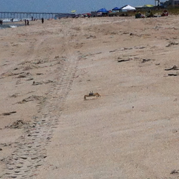 Atlantic Ghost Crab | Project Noah