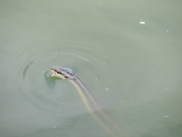 Gulf Salt Marsh Snake | Project Noah