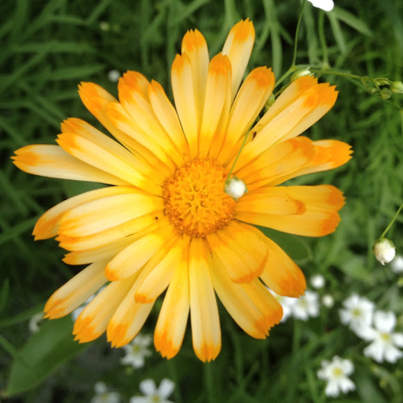 Zinnia | Project Noah