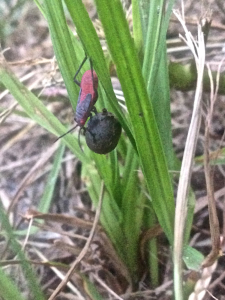 Red-shouldered Bug | Project Noah
