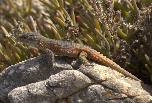 Cape Crag Lizard | Project Noah