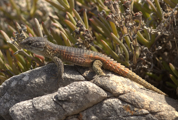 Cape Crag Lizard | Project Noah