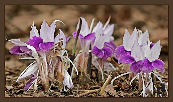 Bhumi Champa, Indian Crocus or Peacock Ginger | Project Noah