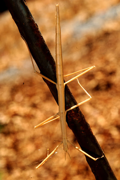 French Stick Insect; Insecto Palo | Project Noah