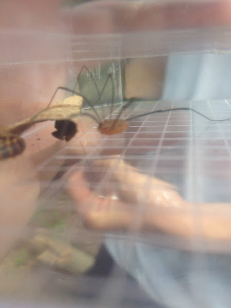Brown daddy long leg | Project Noah