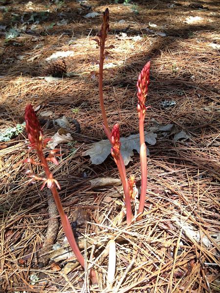 Spotted Coral Root | Project Noah