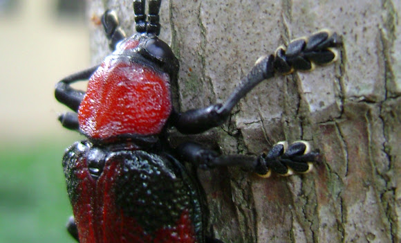 Brazilian Red Leaf Beetle | Project Noah
