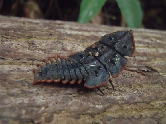 Trilobite Beetle | Project Noah