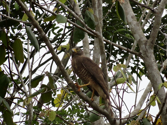 Aguililla Caminera | Project Noah