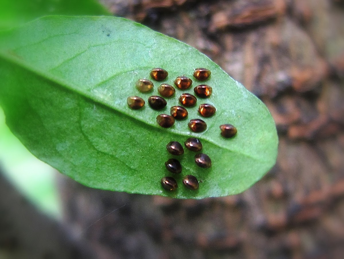 Coreid Bug Eggs | Project Noah