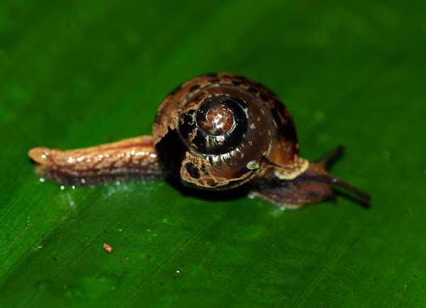 Snail | Project Noah