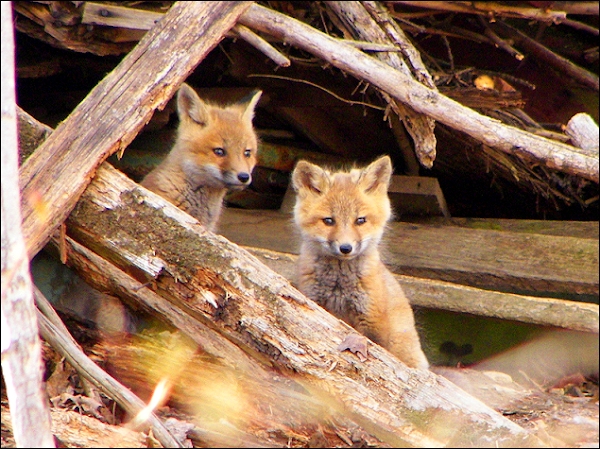 Red Fox | Project Noah