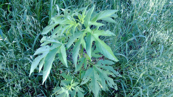 Giant Ragweed | Project Noah