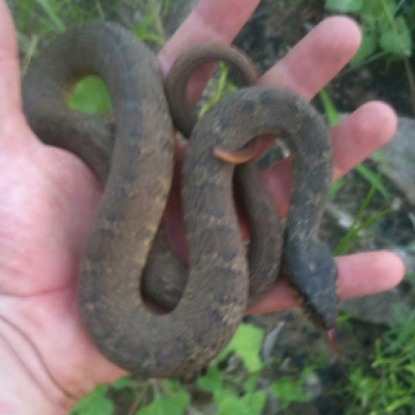 Blotched water snake | Project Noah